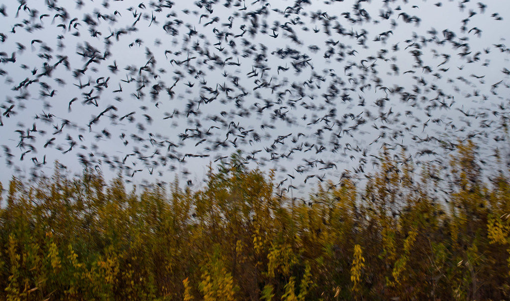 “Birds Aren’t Real” Movement Comes to Memphis – George Scoville